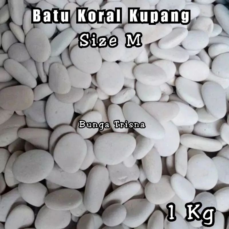 Jual BATU HIAS TABUR PUTIH KORAL CORAL KUPANG 1000 GRAM | Shopee Indonesia