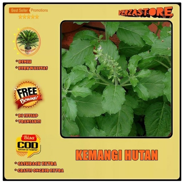 Jual Biji Benih Kemangi Hutan Kemangi Ruku Ruku Tanaman Herbal /50 biji ...