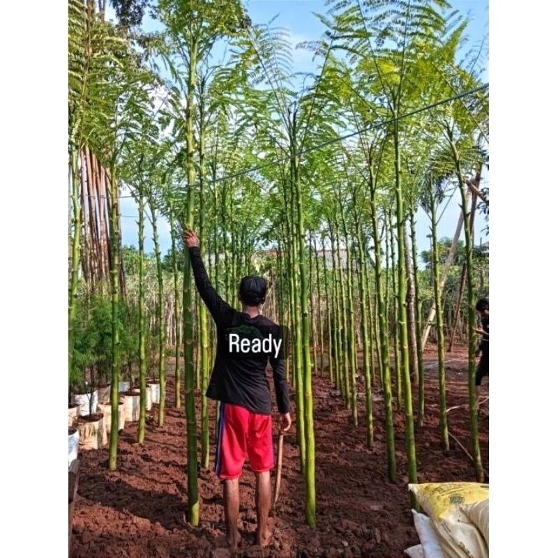 Jual pohon pakis brazil solobium tinggi 4 meter | Shopee Indonesia