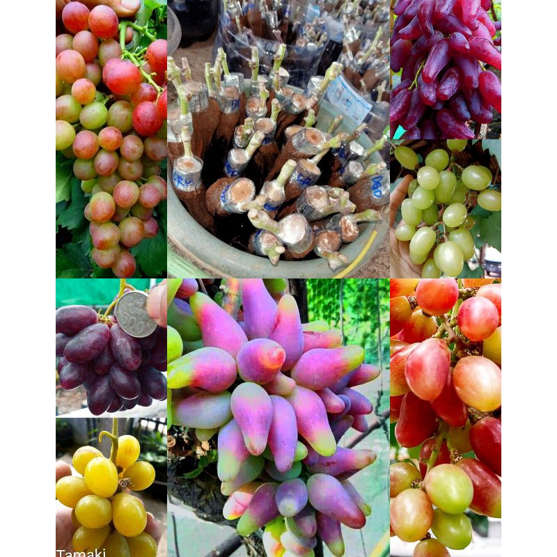Jual PAKET 13 JENIS BIBIT ANGGUR IMPORT COD | Shopee Indonesia