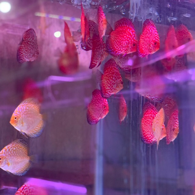 Jual Ikan Hias Discus 2 inch Pigeon / Ikan Discuss Aquascape | Shopee ...