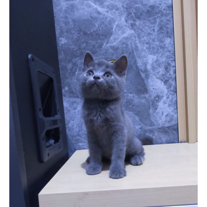 Jual kucing short hair abu solid | Shopee Indonesia