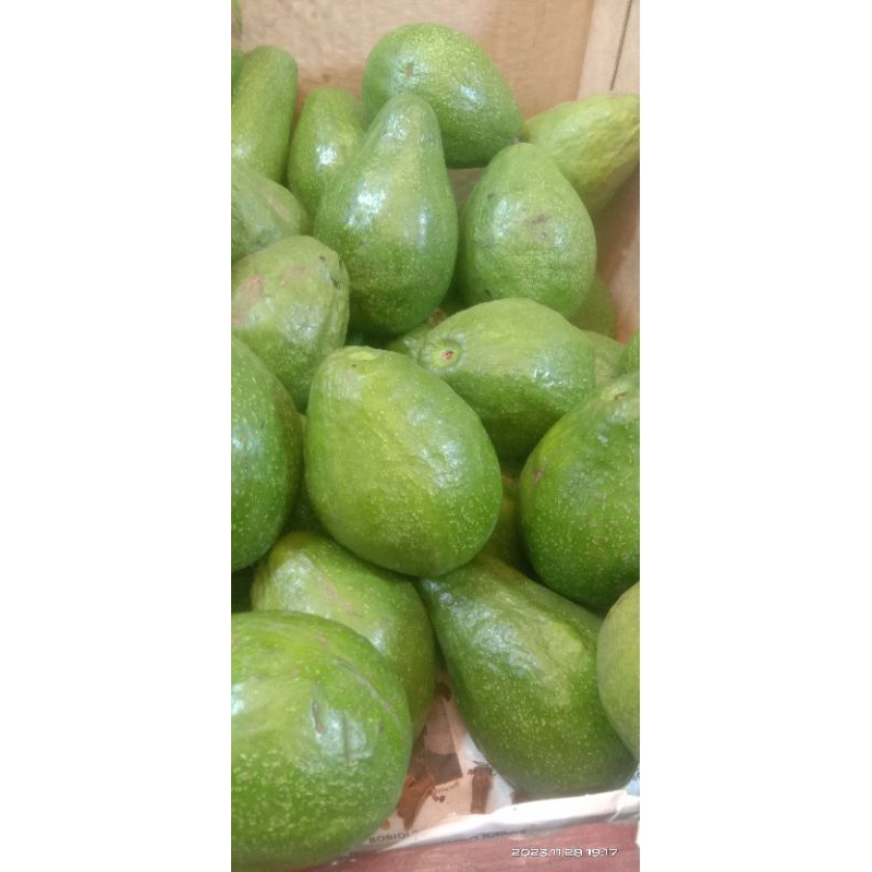 Jual buah alpokat mentega fresh 1 kg | Shopee Indonesia