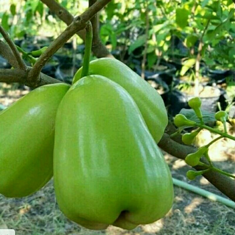 Jual bibit jambu air super gren hasil okulasi cepat berbunga berbuah ...