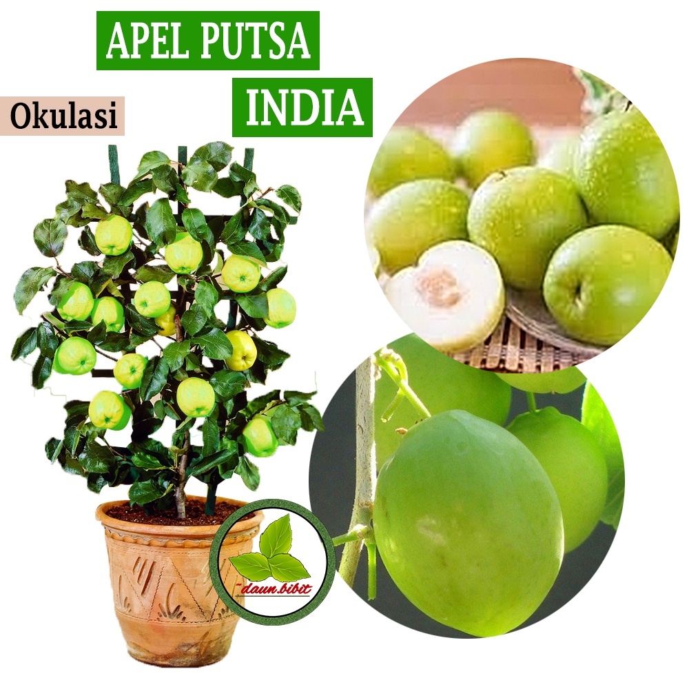Jual Apel Vutsa / Apel India | Cepat Berbuah | Berbuah Di Dalam Pot ...