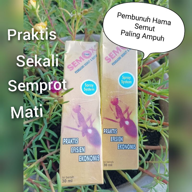 Jual Pembasmi Hama Semut dan Koloni nya praktis | Shopee Indonesia