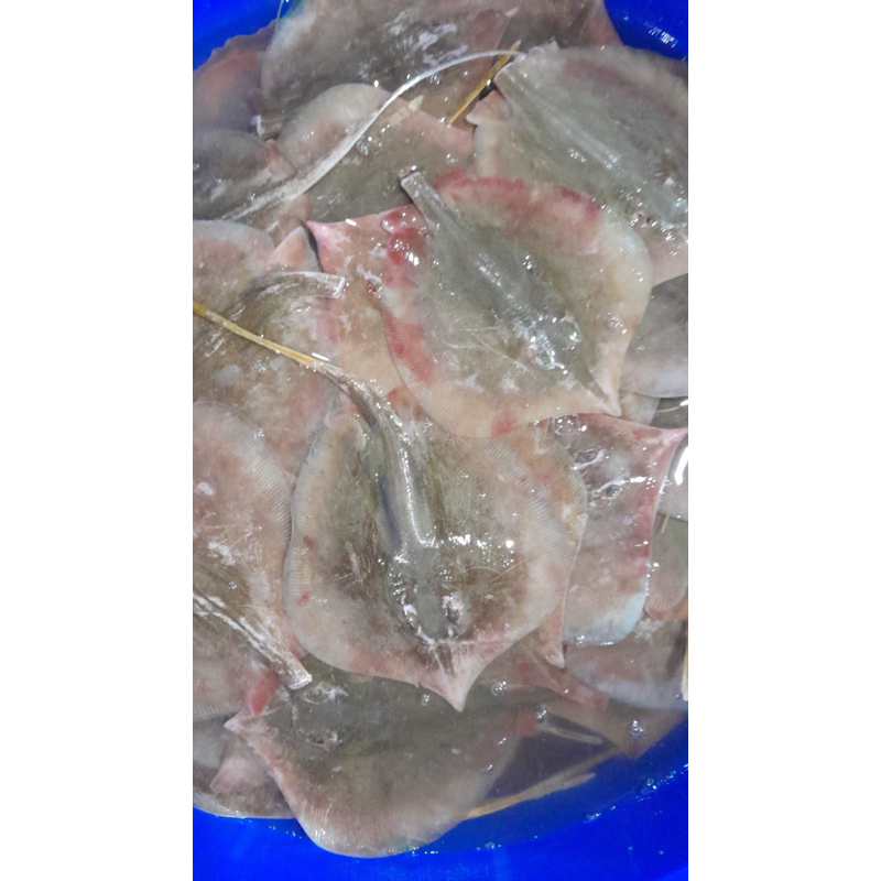 Jual ikan pari laut segar fresh murah | Shopee Indonesia