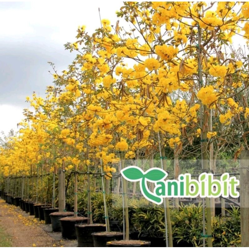 Jual Pohon Tabebuya Kuning 20-30cm - Bibit Pagoda Kuning - Pohon Bunga ...