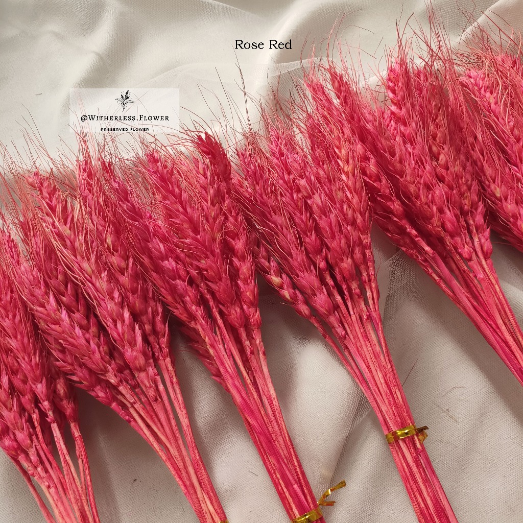 Jual 15 Tangkai Dried Wheat Flower Gandum / Dried Flower / Bunga Kering ...