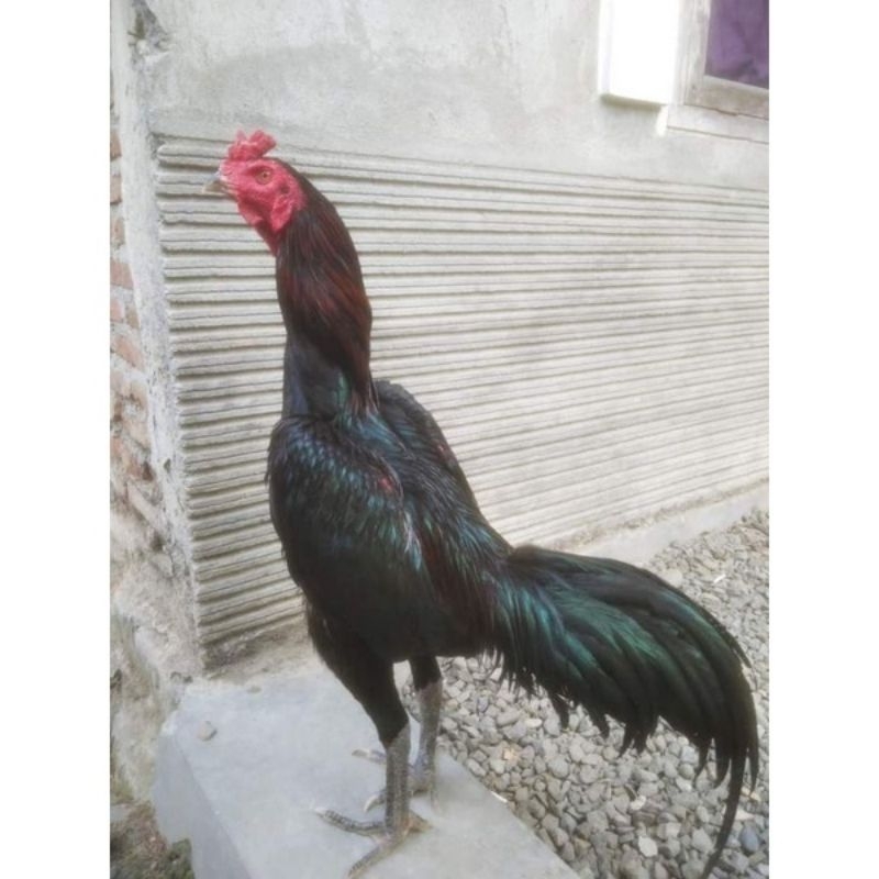 Jual Telur Ayam Pakhoy Maneedaeng X Blackbull Full Brakot - Ayam ...
