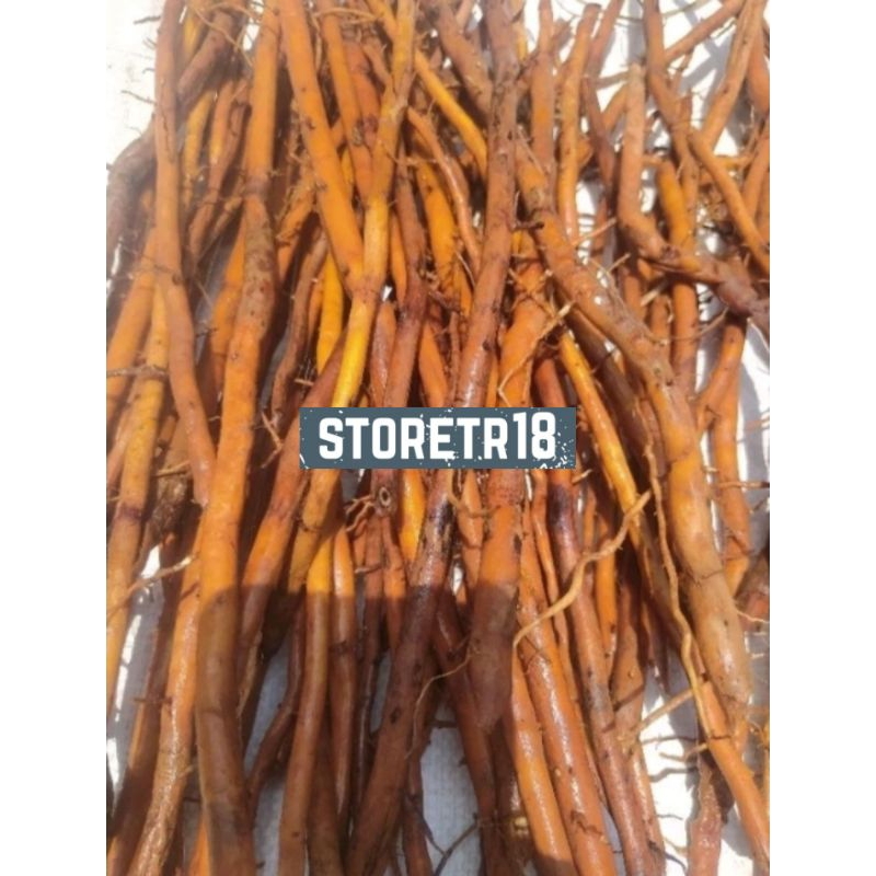 Jual Akar Pohon Aren Segar Paket 250 Gram | Shopee Indonesia