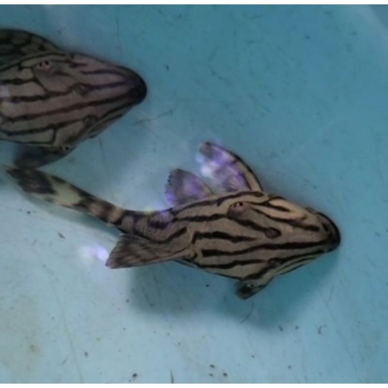Jual Pleco L 190 Panaque Pleco Royal | Ikan Hias Pleco | Shopee Indonesia