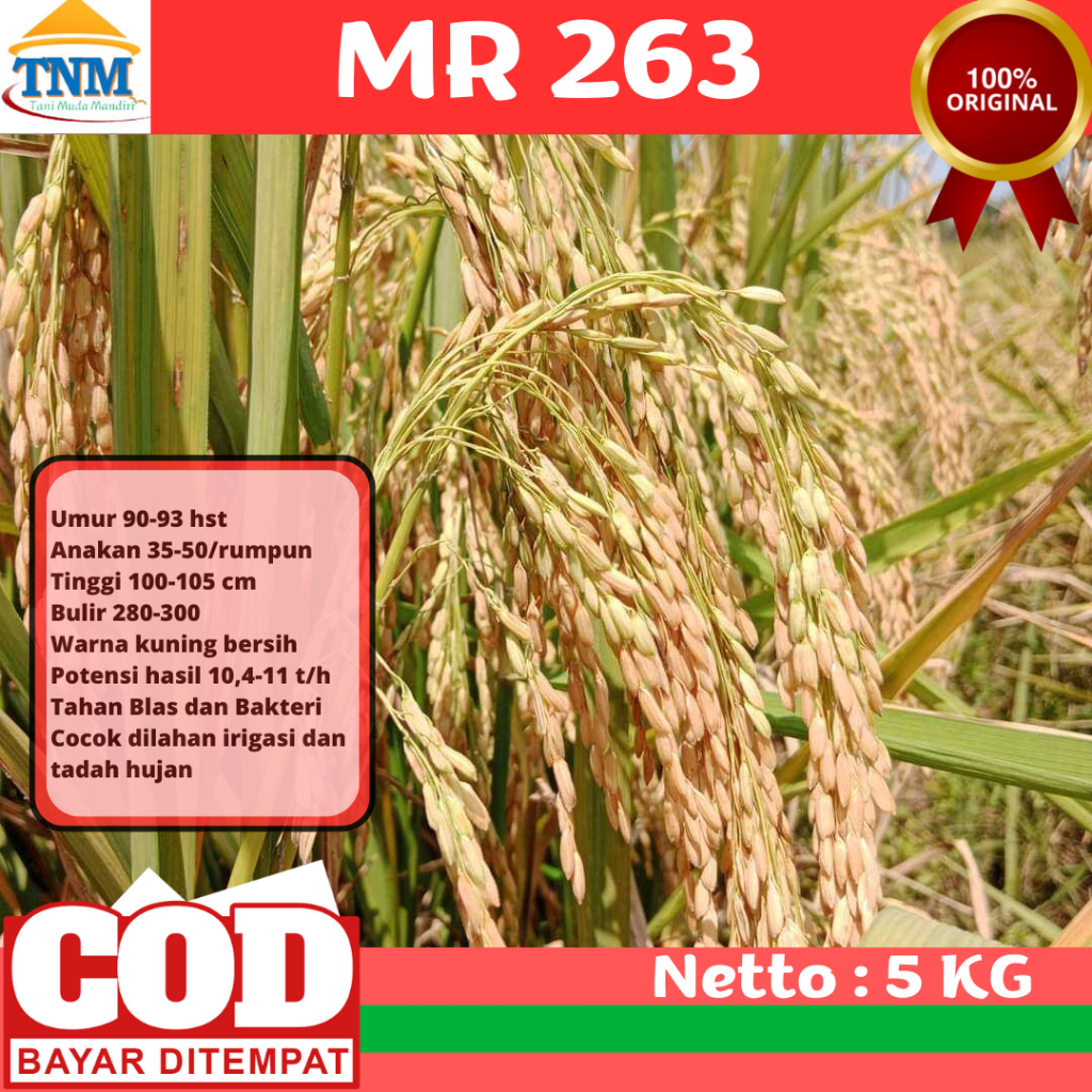 Jual Benih Padi Unggul MR 263 (5kg) | Shopee Indonesia