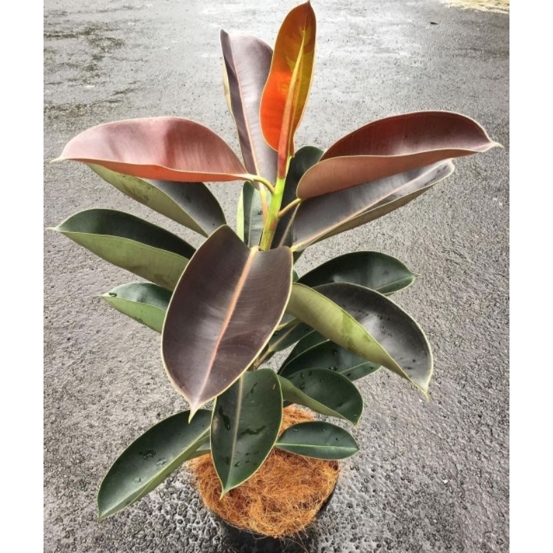 Jual tanaman hias ficus elastica - karet kebo | Shopee Indonesia