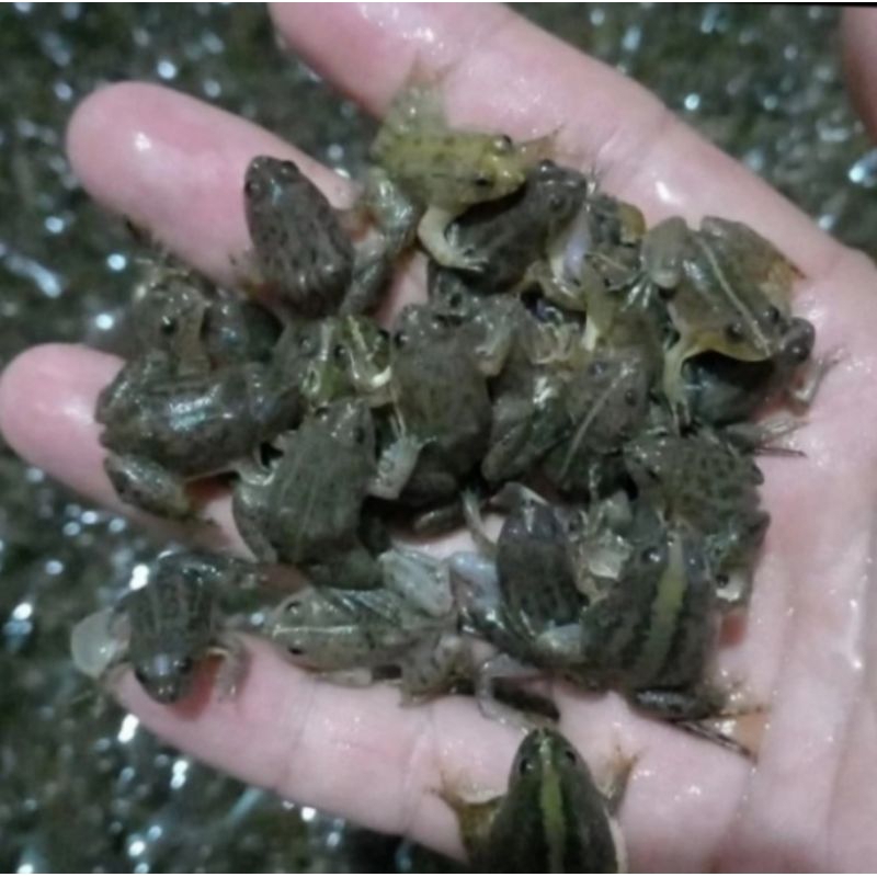 Jual katak sawah per1pic pakan arwana/reptil umpan pancing+bonus ...