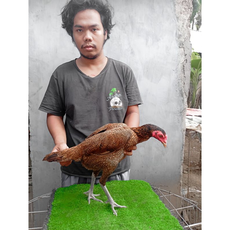 Jual Betina mangon yokere x pama ninja - babon pama ninja - babon ...