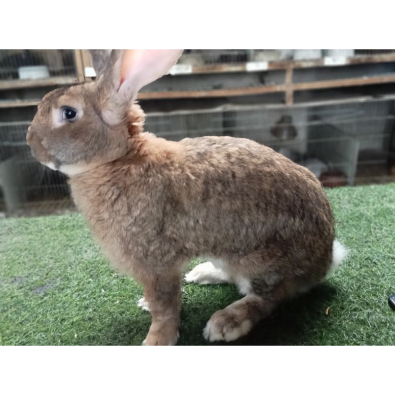 Jual Kelinci Flemish Giant Dewasa | Shopee Indonesia