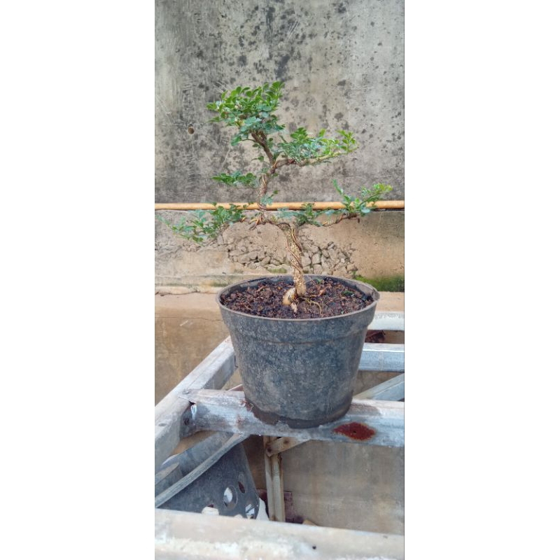 Jual bonsai kawista batu | Shopee Indonesia