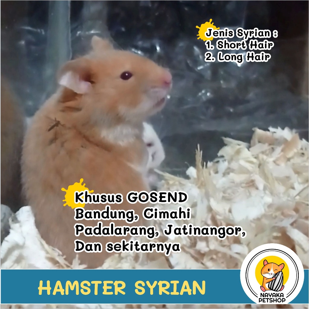 Jual Hamster Syrian Short SH Hair Omen Syria Long Hair LH SirianAnakan Siryan Hewan | Shopee ...