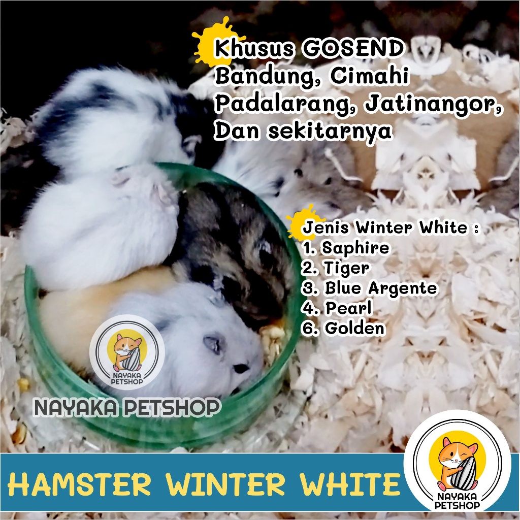 Jual Hamster Winter White Safir Tiger Blue Argente Pearl Golden WW ...