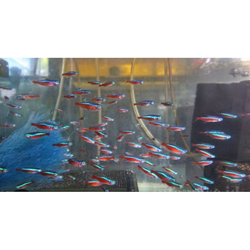 Jual IKAN HIAS TETRA NEON CARDINAL RED NOSE AMANDAE BLUE KERRY HIASAN ...