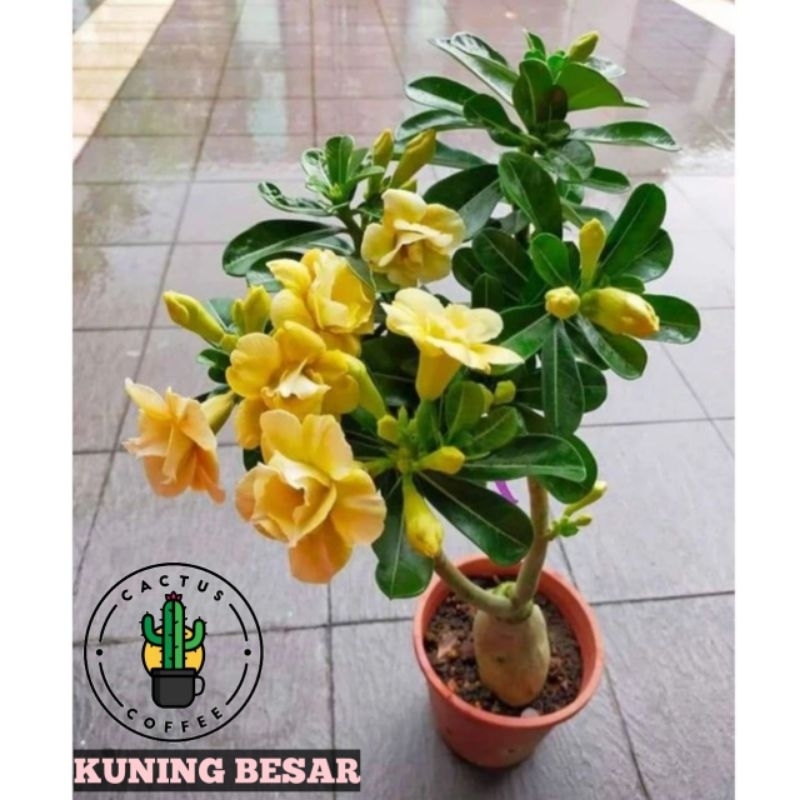 Jual ADENIUM KAMBOJA JEPANG BUNGA TUMPUK KUNING BESAR | Shopee Indonesia