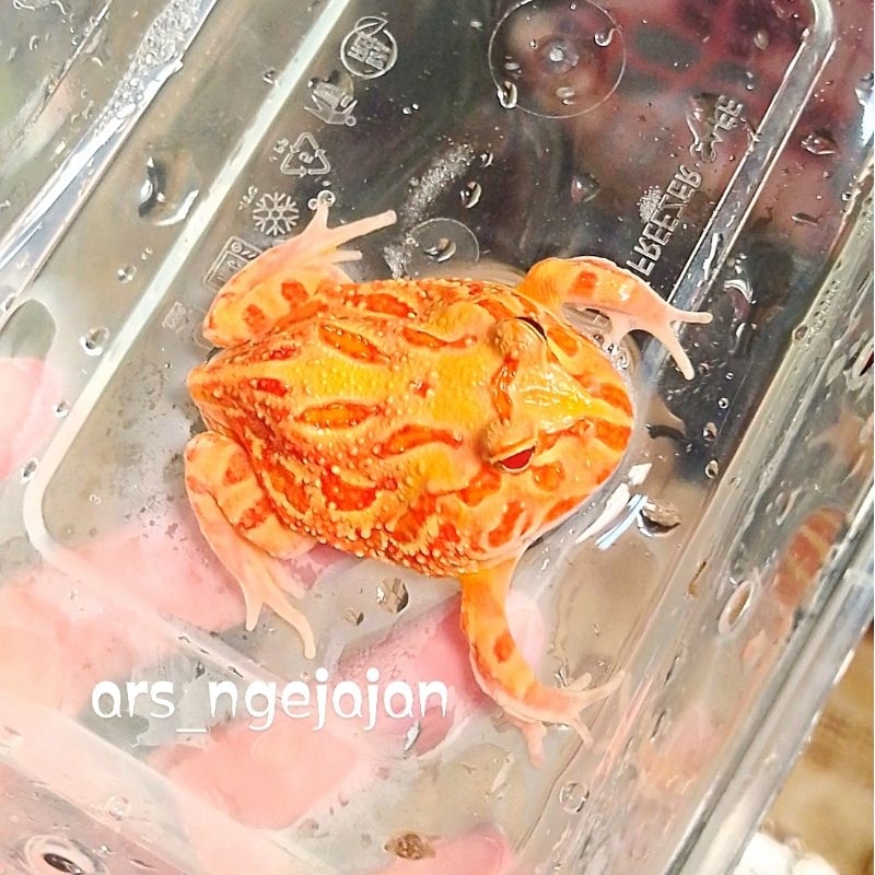 Jual Pacman Frog Strawberry Kodok Pacman Strawberry Free Kandang Dan ...