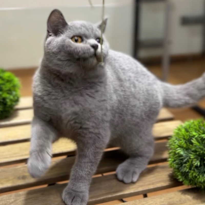 Jual kucing british shorthair blue solid male | Shopee Indonesia