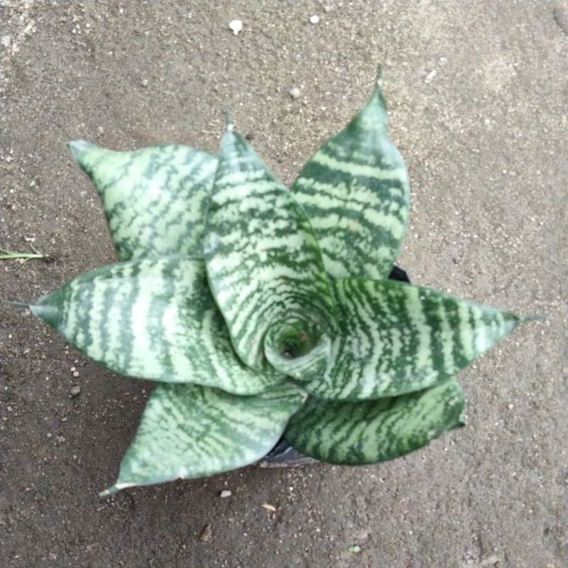Jual Tanaman hias Sansivera mini warna hijau,sansivera kodok,birdnest ...