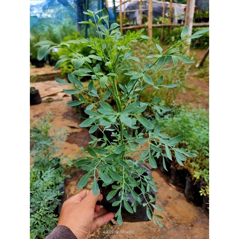 Jual bibit tanaman ingu ingu - Tanaman herbal ingu tanaman cao cao ...