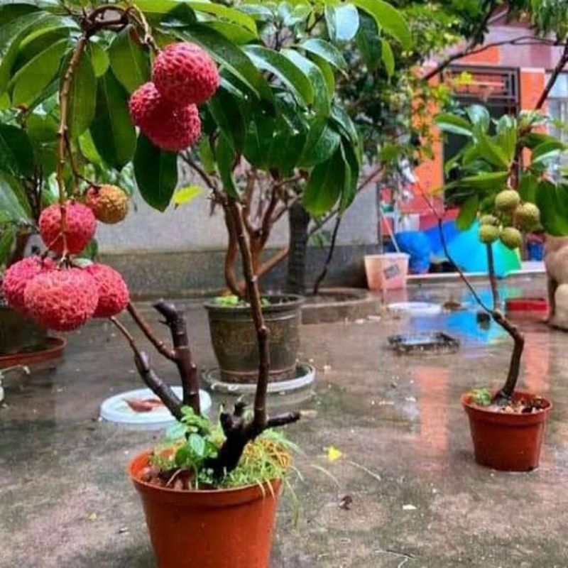 Jual Bibit Tanaman leci com Batang besar Cepat berbuah 1M up | Shopee ...