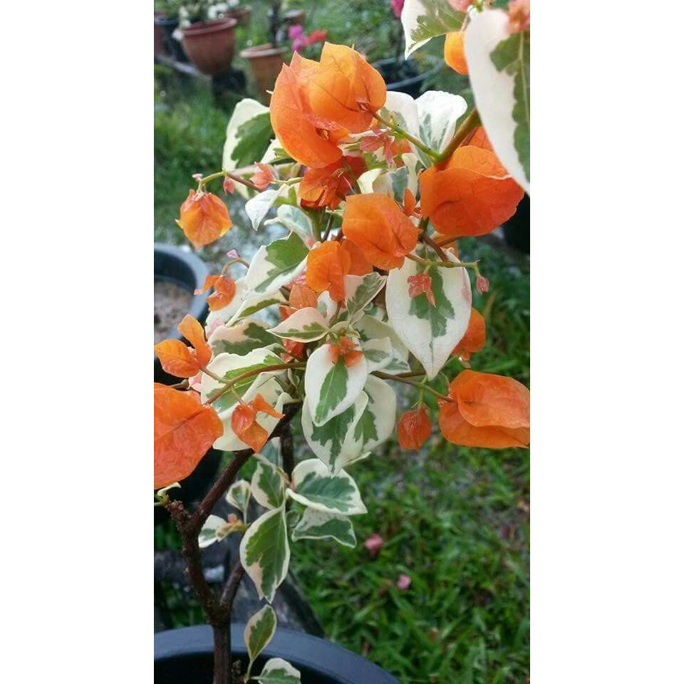 Jual tanaman hias bougenville variegata orange bunga kertas rimbun dan ...