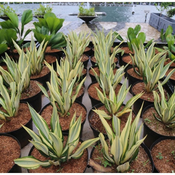 Jual Tanaman Agave Gigantea - Tanaman Hias Agave Putih | Shopee Indonesia