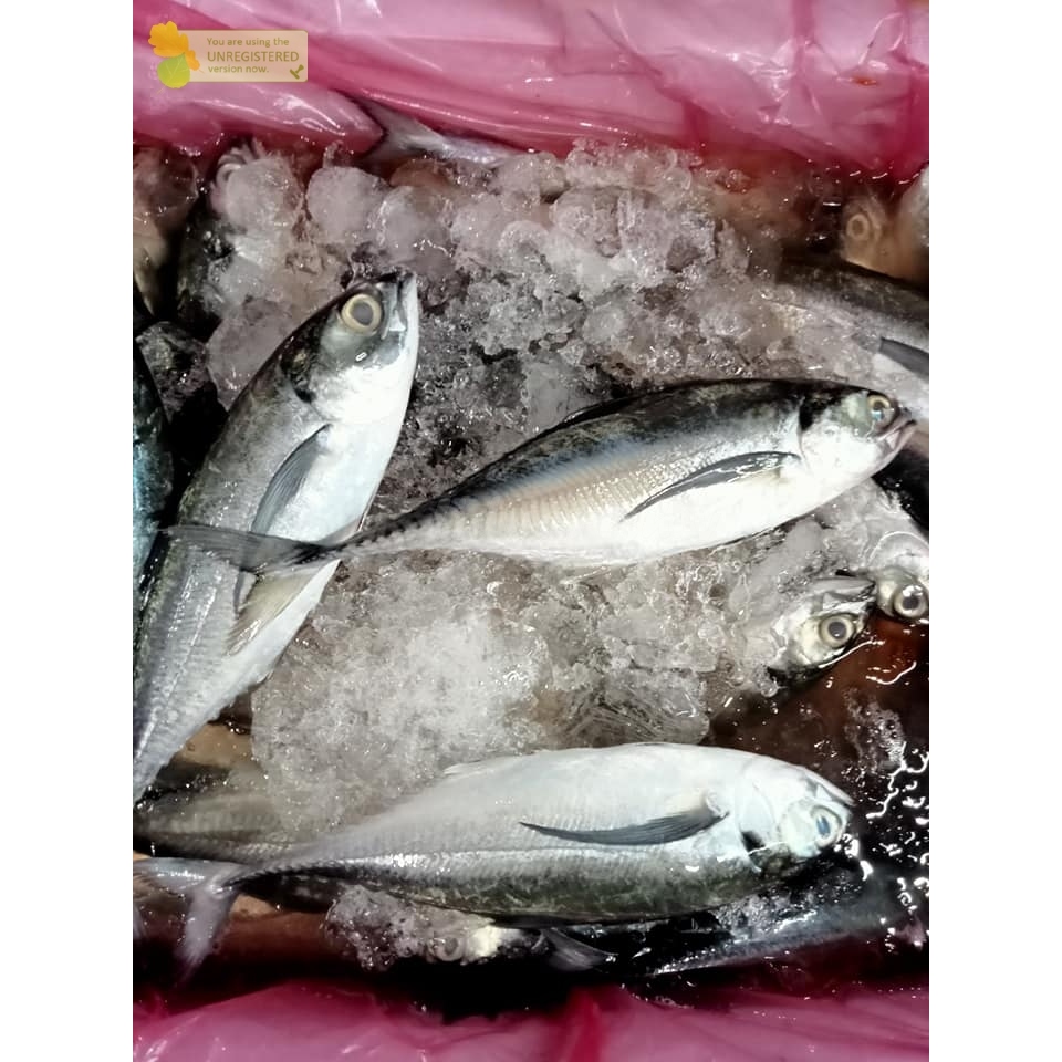 Jual Ikan Tengkek Segar Fresh 1Kg | Shopee Indonesia