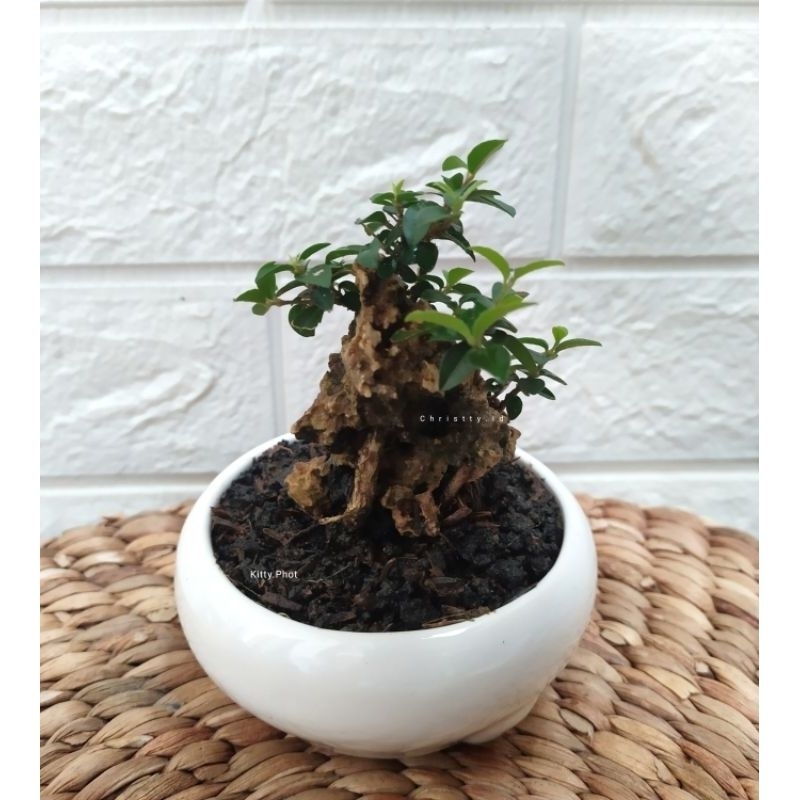 Jual Hiasan meja Aesthetic Bonsai Mini Unik Berkarakter/Tanaman Bonsai ...