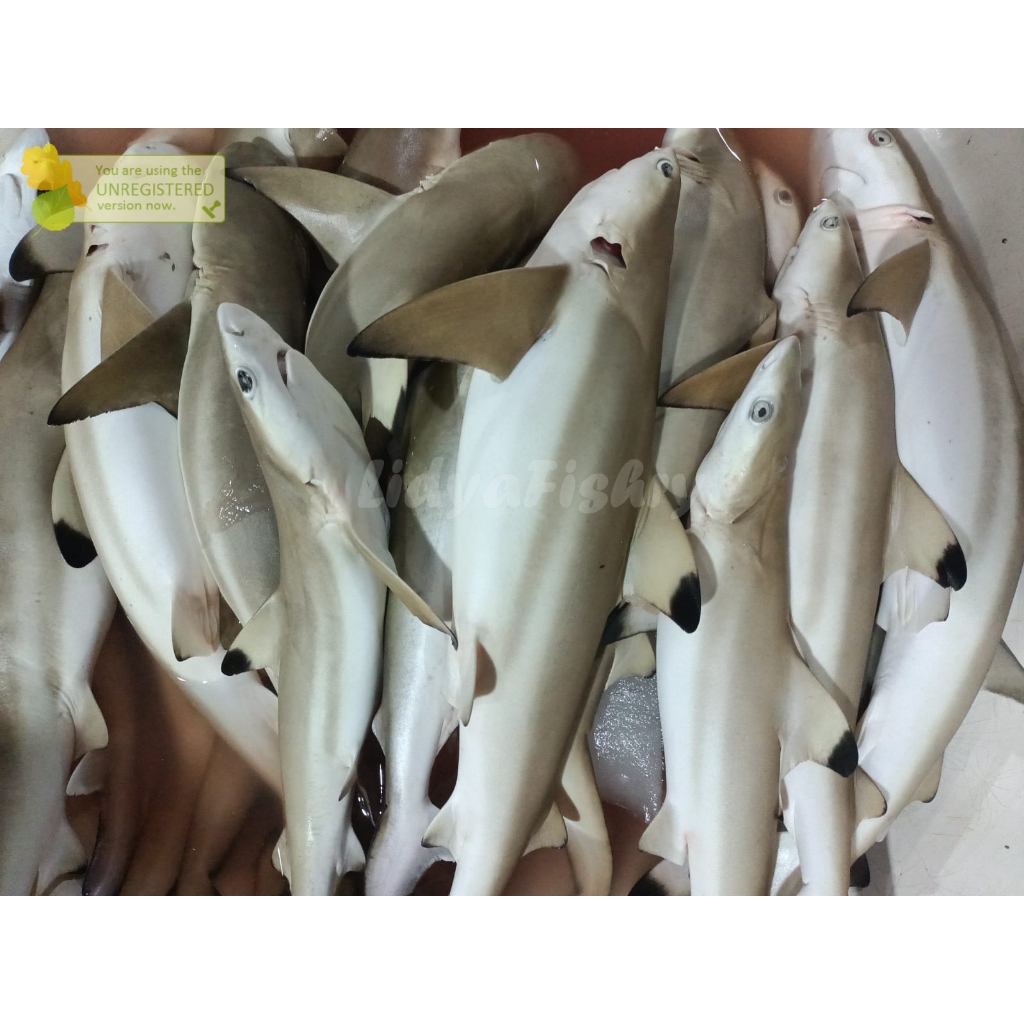 Jual Baby Ikan Hiu Segar 1Kg | Shopee Indonesia