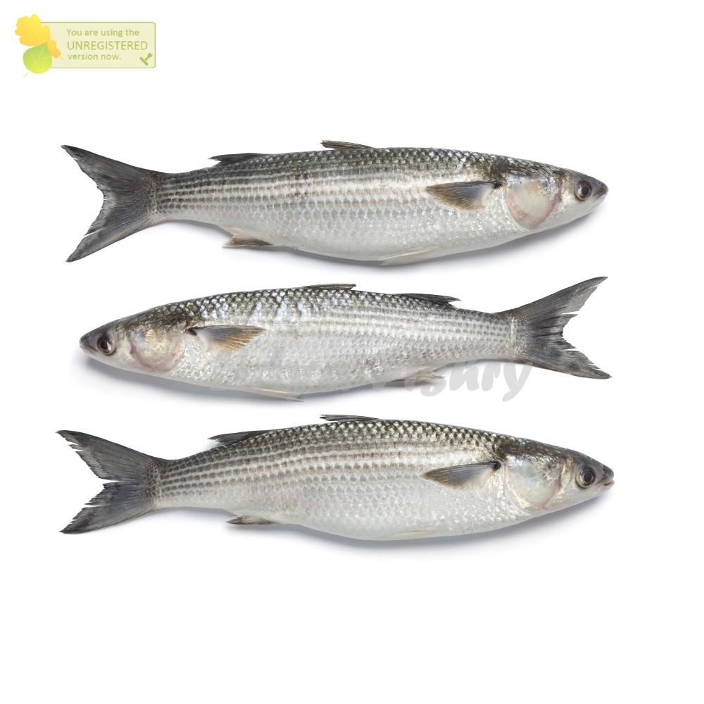 Jual Ikan Belanak 1Kg Ikan Belanak Segar Ikan Blanak Ikan Balanak Segar ...