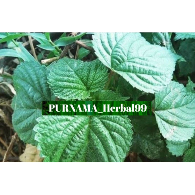 Jual Daun jelatang daun gatal gatal atau daun pulus obat herbal per400 ...