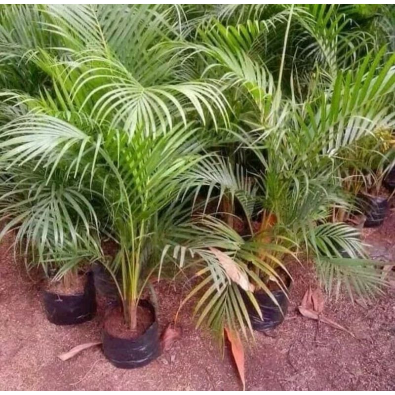 Jual Palem kuning | Shopee Indonesia