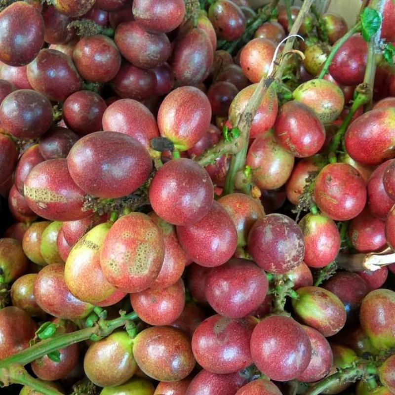 Jual Buah matoa Pati fresh baru petik 2kilo manis enak | Shopee Indonesia