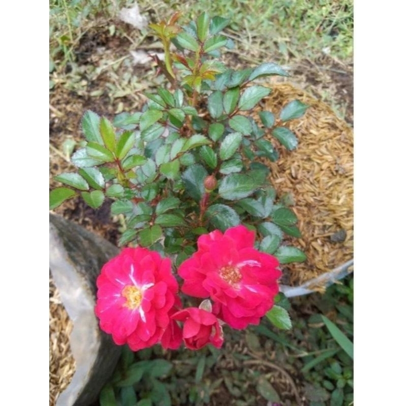 Jual climbing red rose/mawar rambat merah bunga kecil | Shopee Indonesia