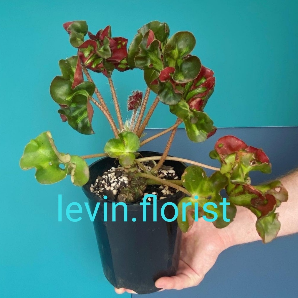 Jual Begonia Cathedral Windows / curly cathedral / bibit tanaman hias ...