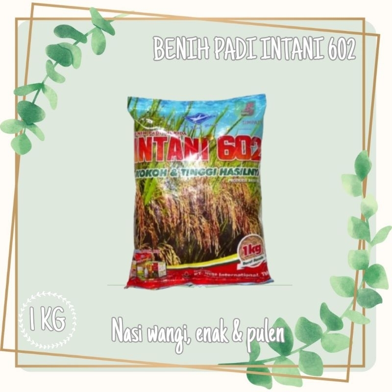 Jual Benih Padi Intani 602 - 1 KG / Bibit Padi Hibrida Intani 602 Cap Kapal Terbang | Shopee ...
