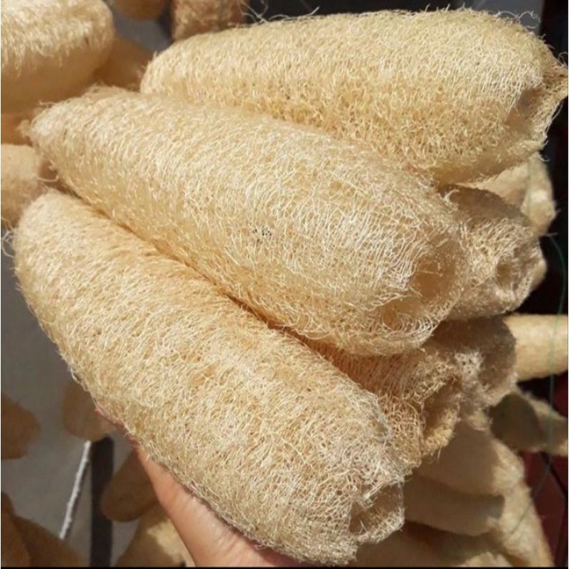 Jual LOOFAH SPONGE CUCI PIRING MANDI / SPONS ALAMI GAMBAS | Shopee ...