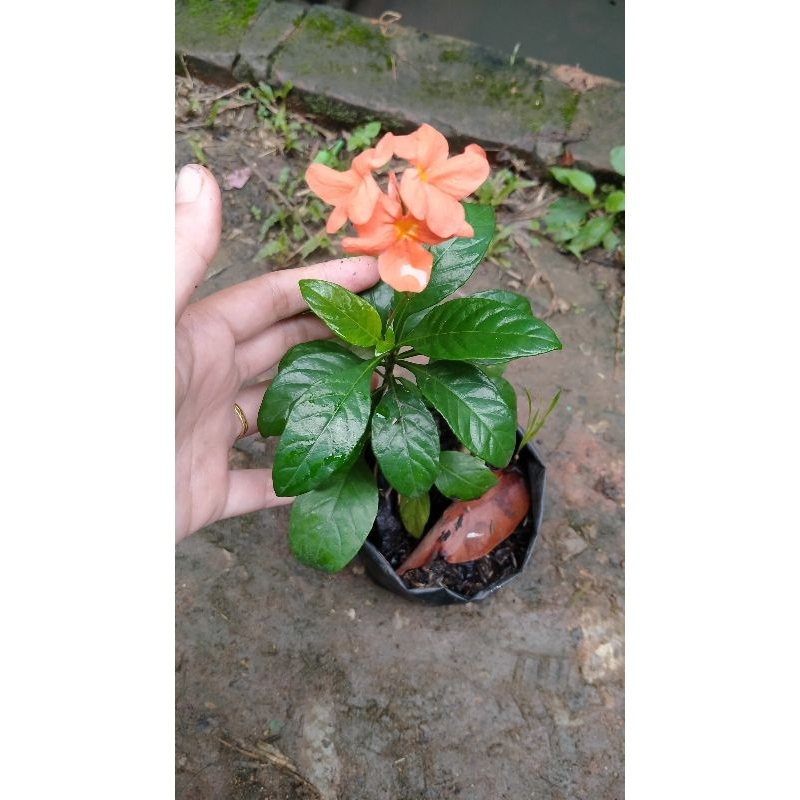 Jual bunga rossandra INSTAN COD Tanaman Hias teko maria mini tekomaria ...