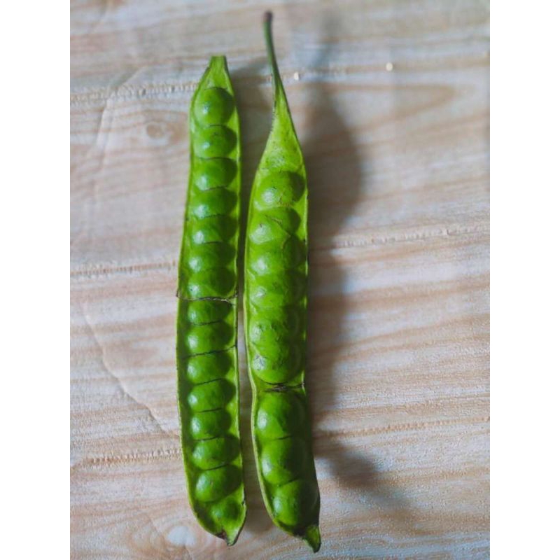 Jual FRESH PETE PETAI SEDANG PER 1 PAPAN/LONJOR/HELAI | Shopee Indonesia