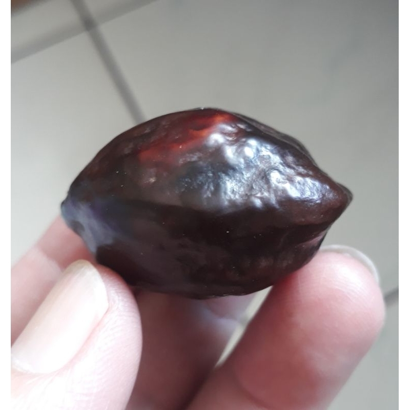 Jual Kemiri Adu Muncang Adu Jawa Ori Garung | Shopee Indonesia