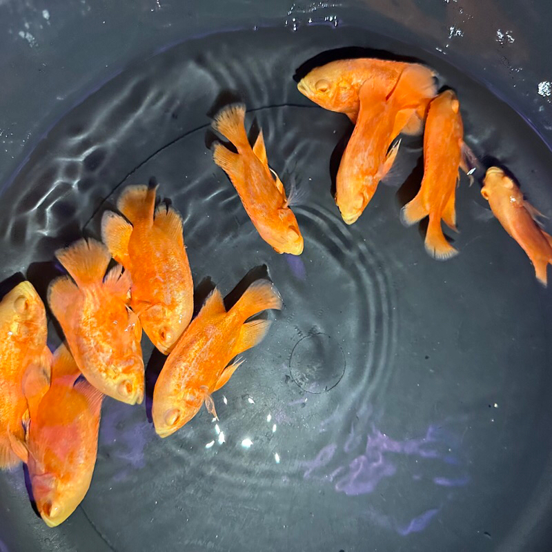 Jual OSCAR red paris / red chili super ikan predator ikan hias cometank ...