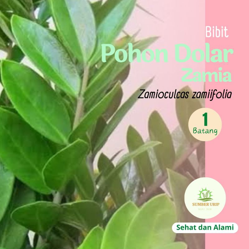 Jual Zamia Tanaman Hias Pohon Dolar Zamioculcas Zamiifolia | Shopee ...