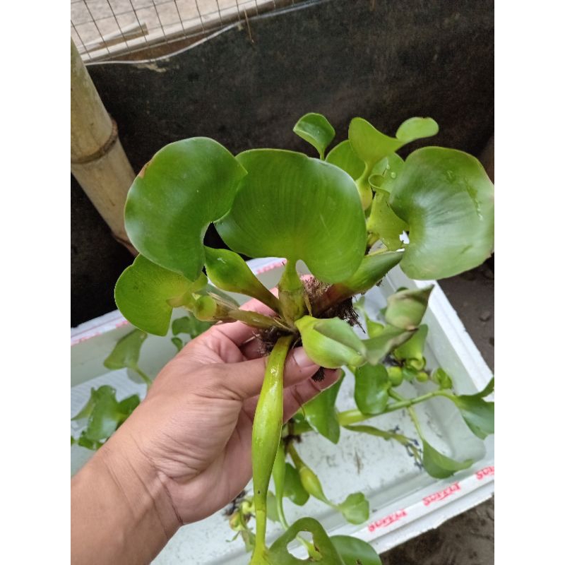 Jual enceng gondok tanaman air | Shopee Indonesia